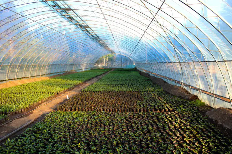 Greenhouse Ideas for Year Round Gardening in 2020: Own The Yard