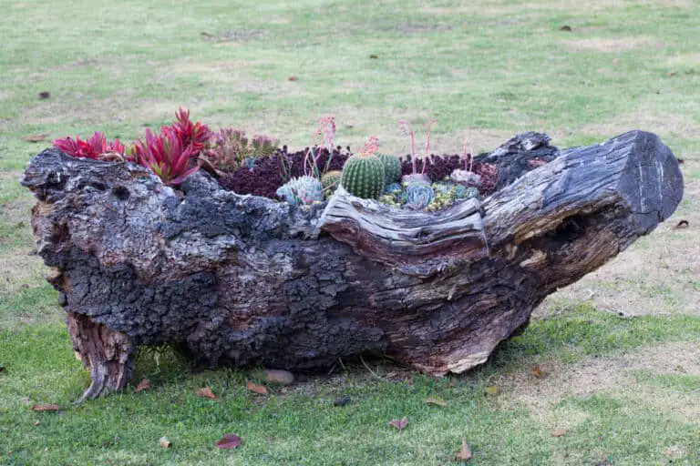 25 Tree Stump Ideas for a Quirky Yard (With Pictures!) 2021:Own The Yard