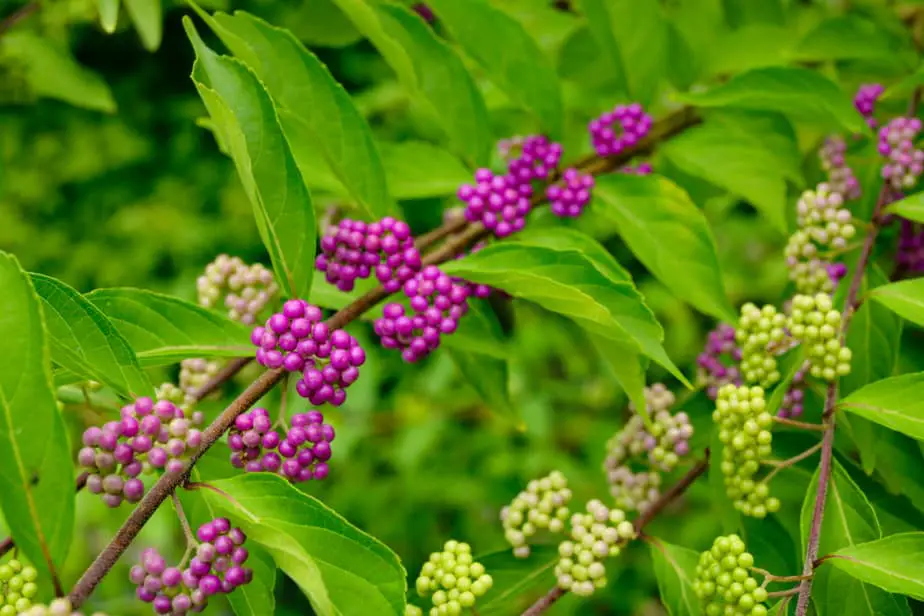 Plants that Repel Ticks: Top 10 Picks and Tricks! 2025: Own The Yard Plants that Repel Ticks: Top 10 Picks and Tricks! 2025: Own The Yard