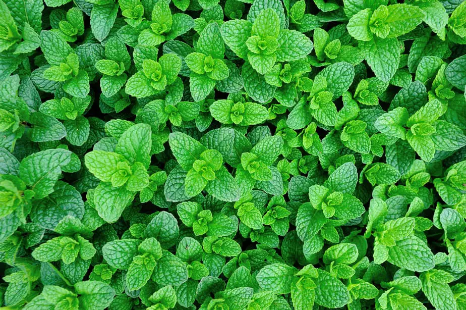 Plants that Repel Ticks: Top 10 Picks and Tricks! 2025: Own The Yard Plants that Repel Ticks: Top 10 Picks and Tricks! 2025: Own The Yard