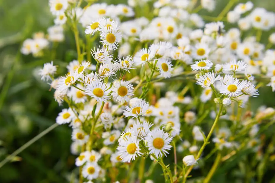 Plants that Repel Ticks: Top 10 Picks and Tricks! 2025: Own The Yard Plants that Repel Ticks: Top 10 Picks and Tricks! 2025: Own The Yard