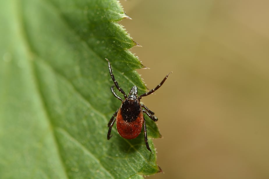 Plants that Repel Ticks: Top 10 Picks and Tricks! 2025: Own The Yard Plants that Repel Ticks: Top 10 Picks and Tricks! 2025: Own The Yard