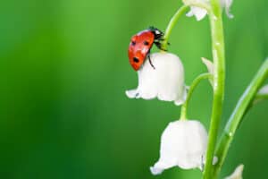 Good and Bad Ladybugs: How to Tell the Difference 2025: Own The Yard