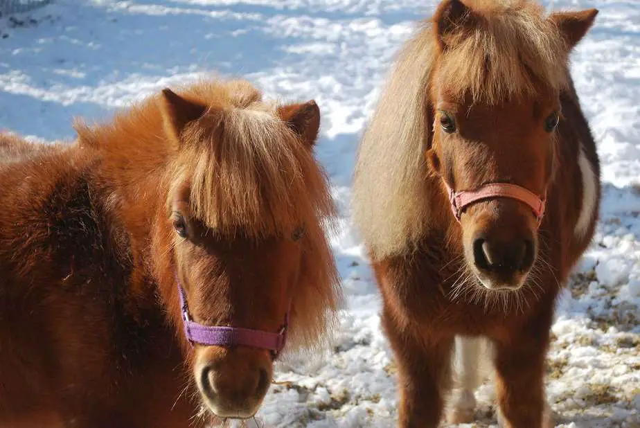 Keeping A Mini Horse In Your Backyard What You Need To Know 2022 Keeping A Mini Horse In Your Backyard What You Need To Know 2022