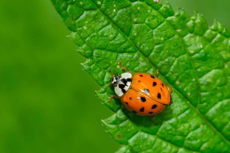 Good and Bad Ladybugs: How to Tell the Difference 2020: Own The Yard