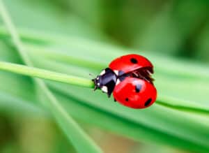 Good and Bad Ladybugs: How to Tell the Difference 2020: Own The Yard