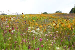How to Grow Wildflowers in Your Backyard for Beauitful Color 2020