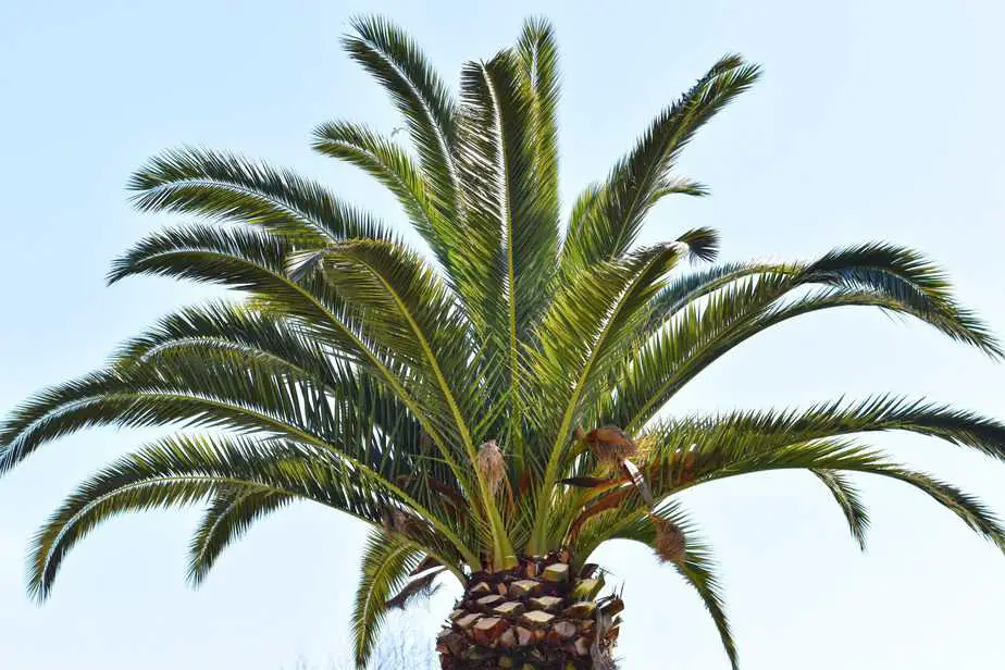 how-to-remove-a-palm-tree-stump-from-your-yard-2022-own-the-yard