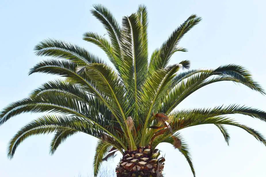 How To Remove A Palm Tree Stump From Your Yard 2022 Own The Yard