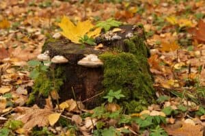 Stump Rot: How to Remove a Tree Stump Fast in 2025