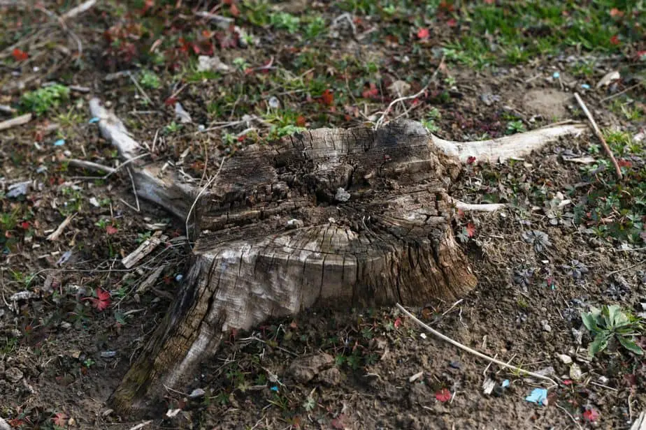 How To Grind A Tree stump: Comprehensive Guide 2022: Own The Yard