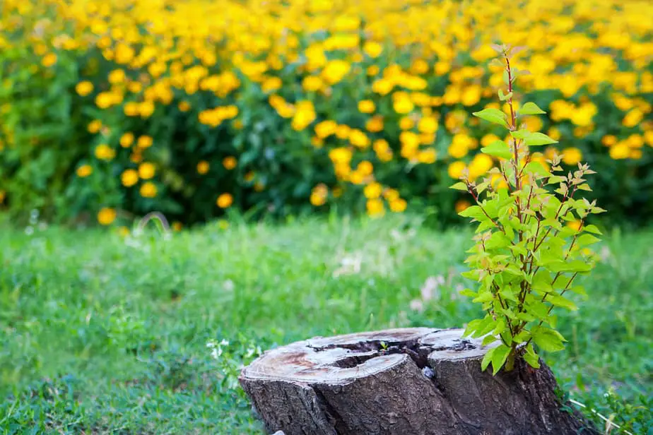 How To Stop Tree Sprouts From Stump for Good! 2025: Own The Yard How To Stop Tree Sprouts From Stump for Good! 2025: Own The Yard