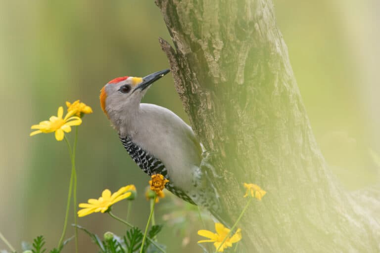 Backyard Birds of Texas: Facts and Identification Guide for 2021