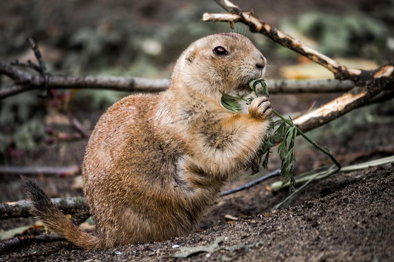 How to Get Rid of Ground Squirrels: Pest Removal Guide For 2025