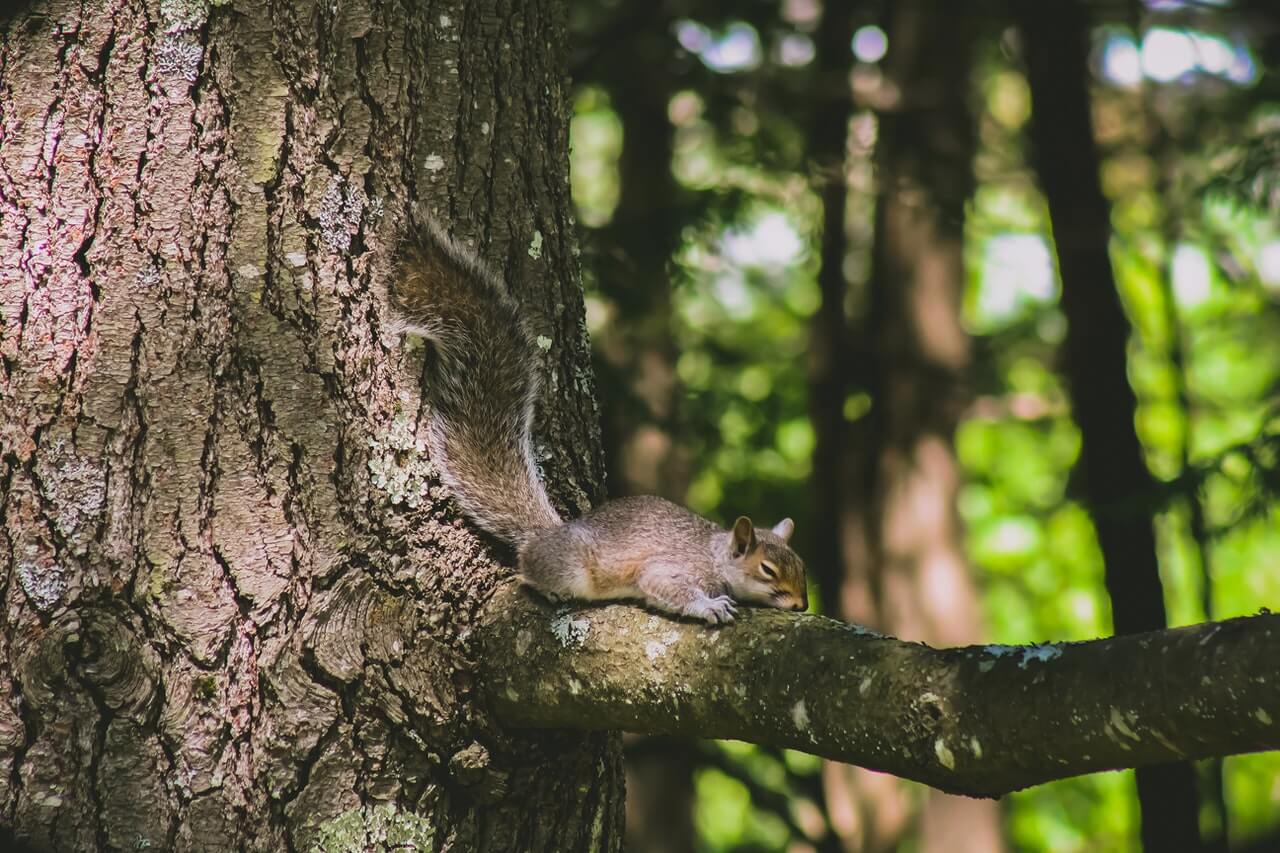 Where Do Squirrels Sleep? Wildlife Guide For 2022: Own The Yard