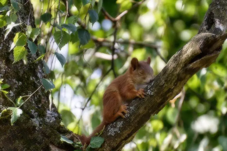 Where Do Squirrels Sleep? Wildlife Guide For 2026: Own The Yard