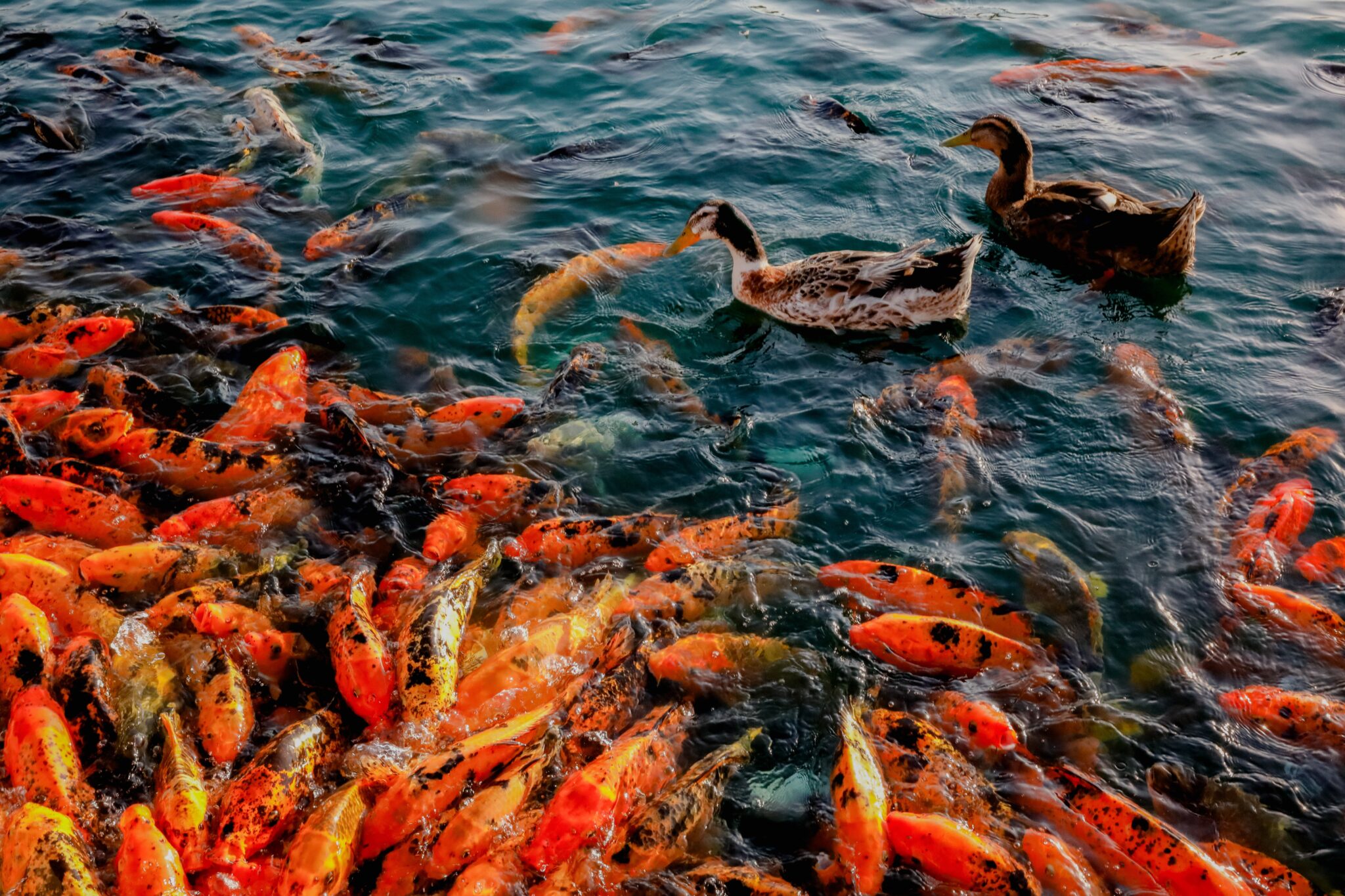 How Long Do Koi Fish Live? Care Guide For 2025: Own The Yard