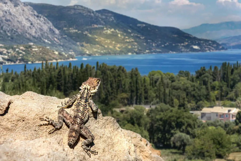 How Long Do Lizards Live? Guide For 2025: Own The Yard