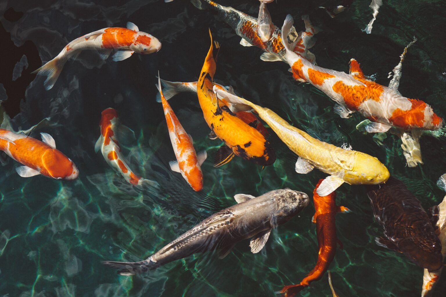 How Long Do Koi Fish Live? Care Guide For 2025: Own The Yard