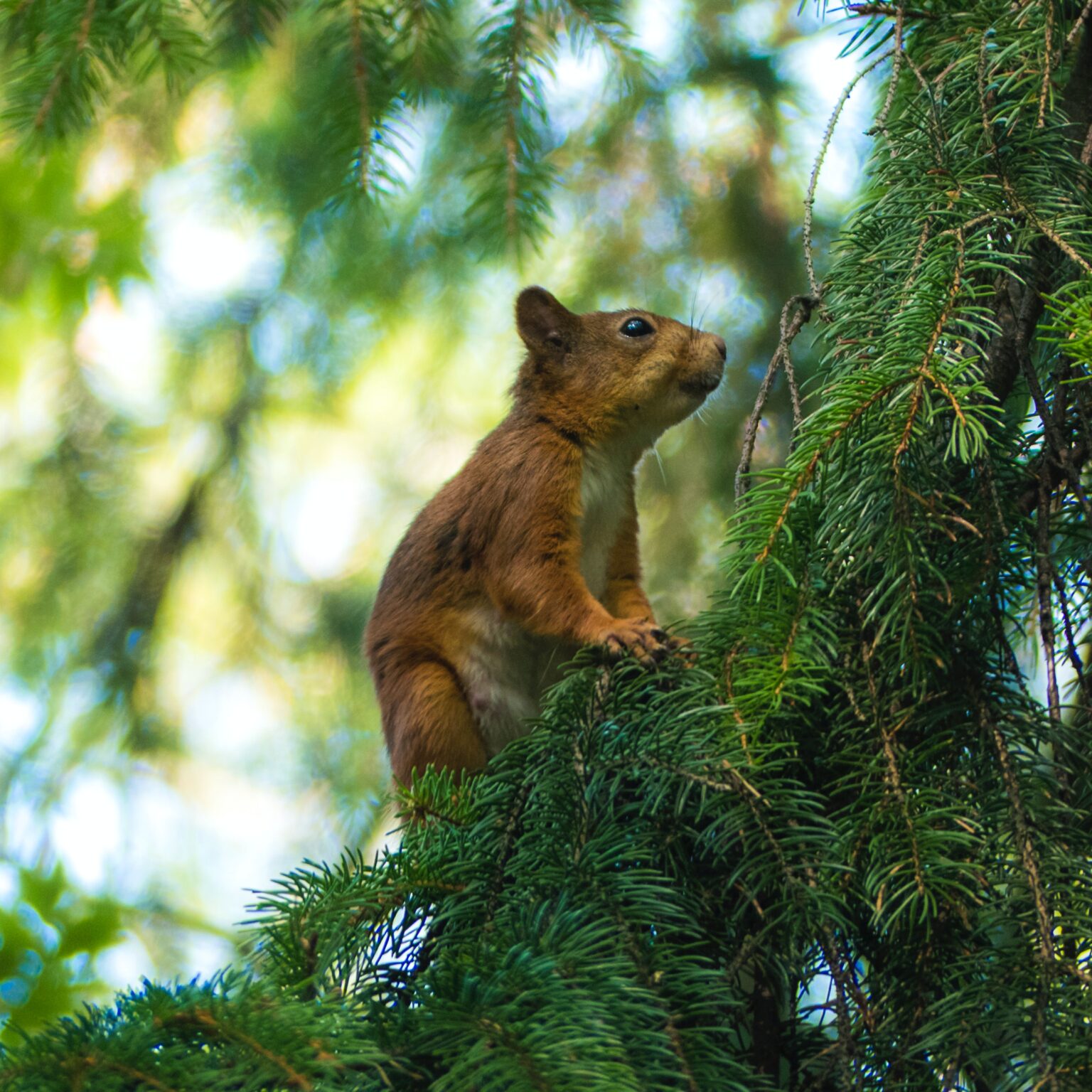 Are Squirrels Nocturnal? Wildlife Guide For 2026: Own The Yard