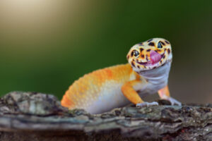 How Long Do Lizards Live? Guide For 2022: Own The Yard