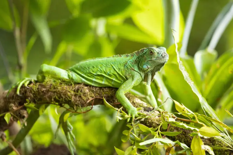 How Long Do Lizards Live? Guide For 2022: Own The Yard
