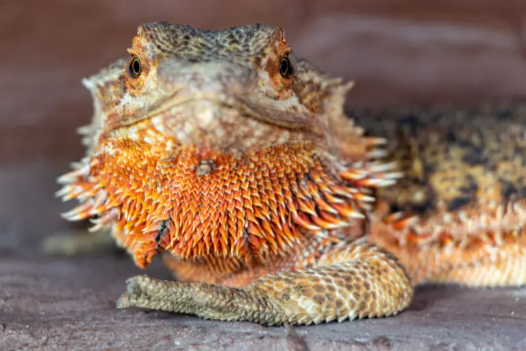 How Long Do Lizards Live? Guide For 2025: Own The Yard
