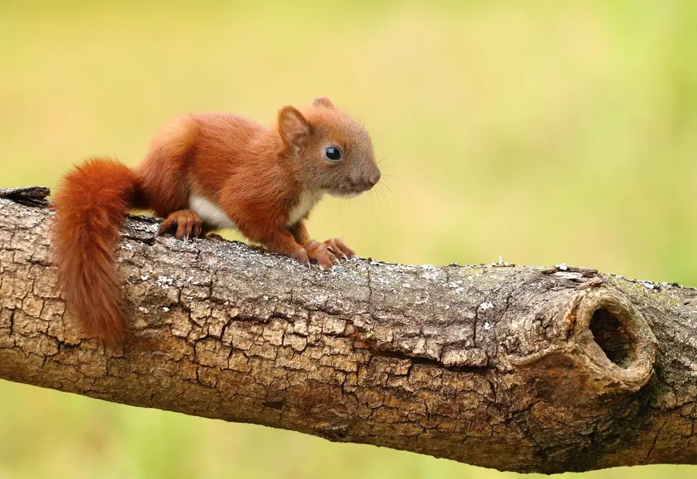 What To Feed Baby Squirrels A Complete Guide For 2022 Own The Yard
