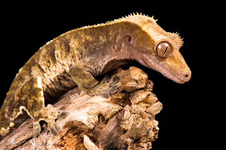 How Long Do Lizards Live? Guide For 2022: Own The Yard