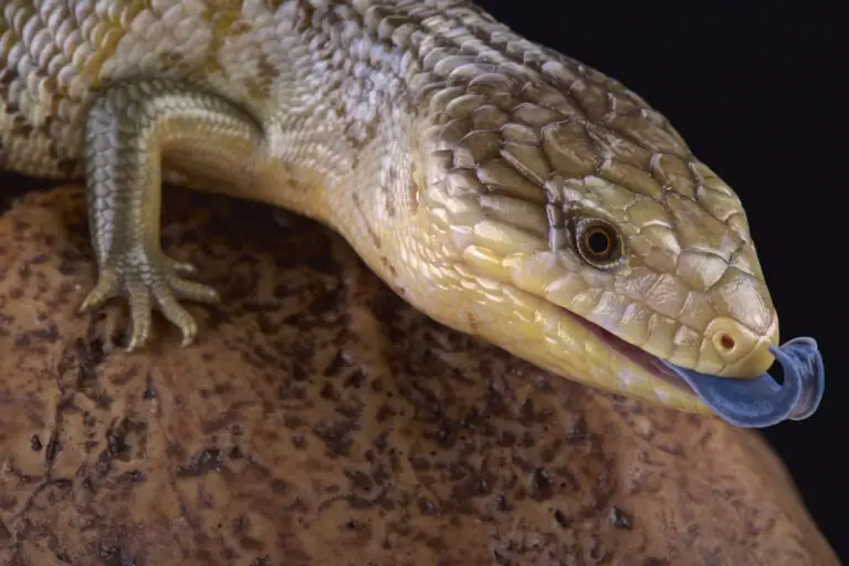 How Long Do Lizards Live? Guide For 2022: Own The Yard