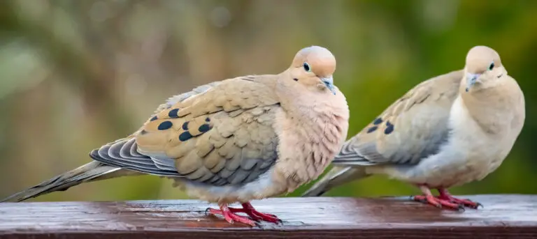 Backyard Birds Of Michigan: The 18 Most Common Species (2026 Guide)