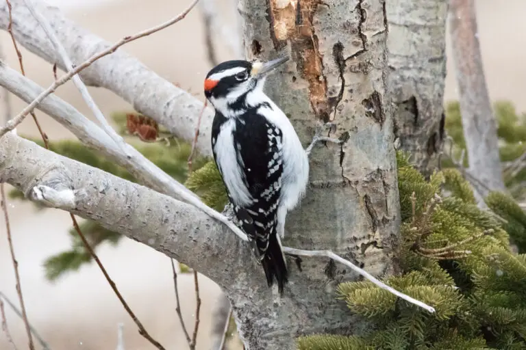 Backyard Birds Of Michigan: The 18 Most Common Species (2022 Guide)