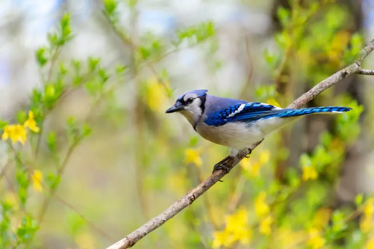 Backyard Birds Of Michigan: The 18 Most Common Species (2022 Guide)