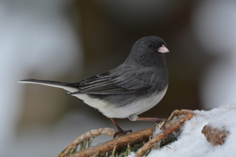 Backyard Birds Of Michigan: The 18 Most Common Species (2025 Guide)