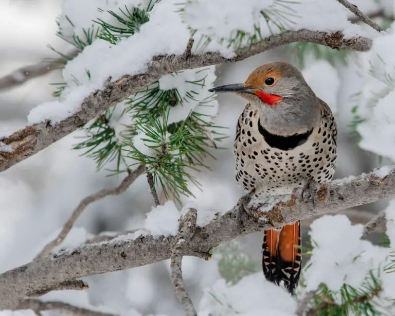 Backyard Birds Of Michigan: The 18 Most Common Species (2022 Guide)