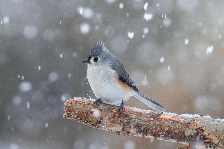 Backyard Birds Of Michigan: The 18 Most Common Species (2022 Guide)